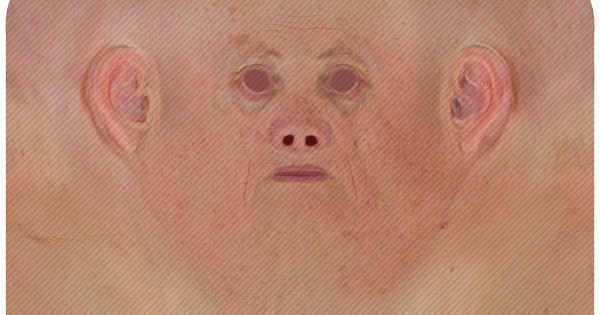 male 062 / Albedo Map