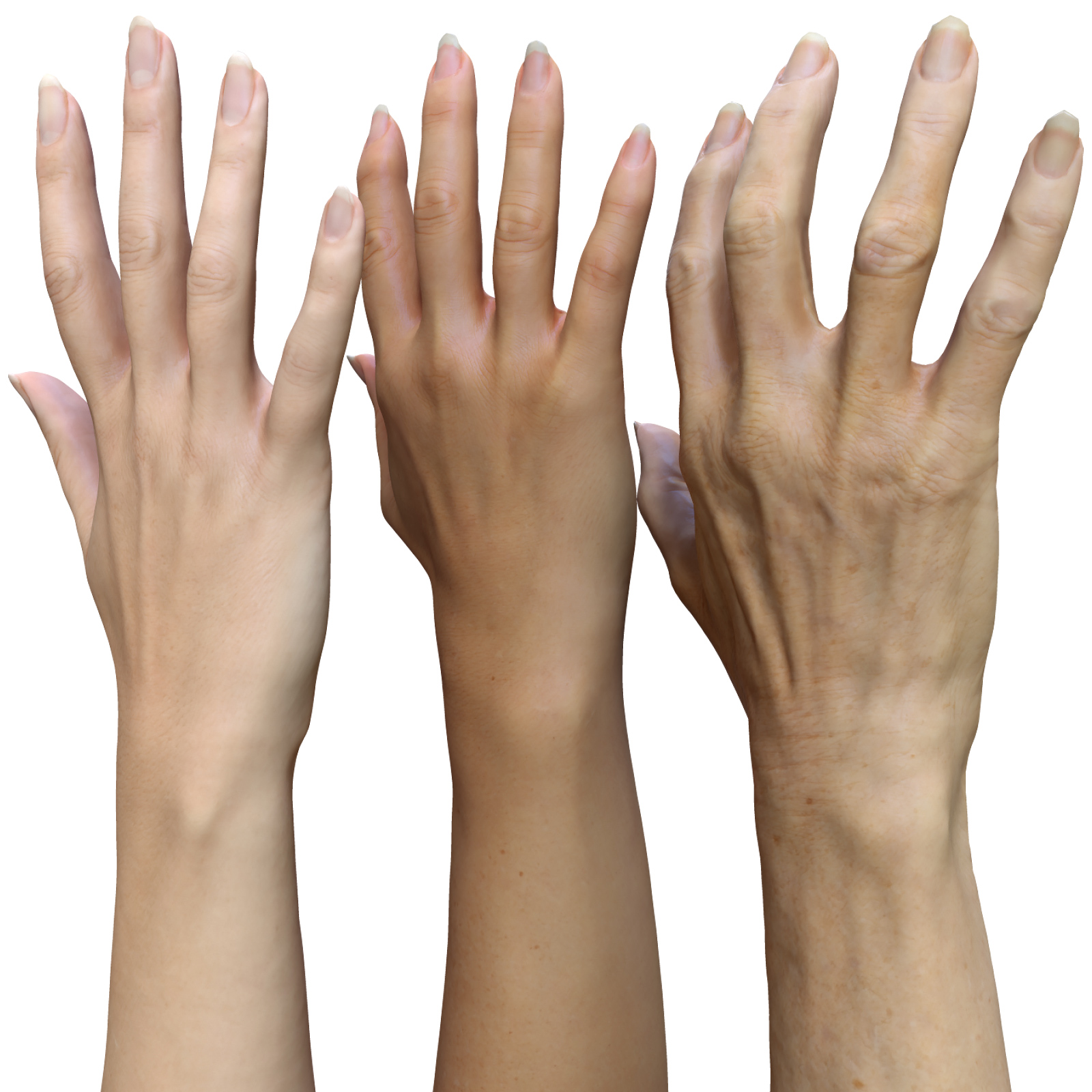 3 x Female 3D Hand Models / White 20/40/60 years old