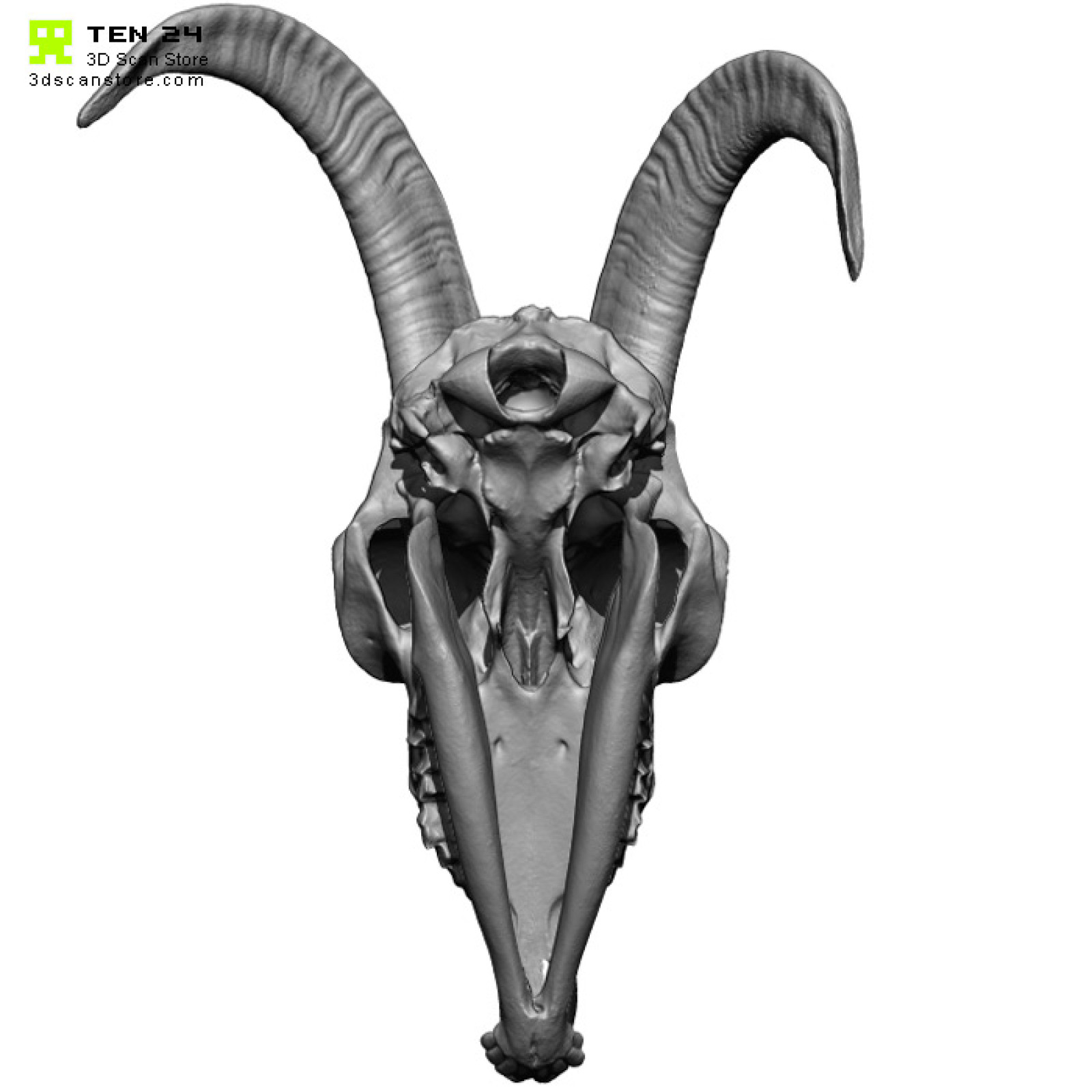 3d Goat Skull Model