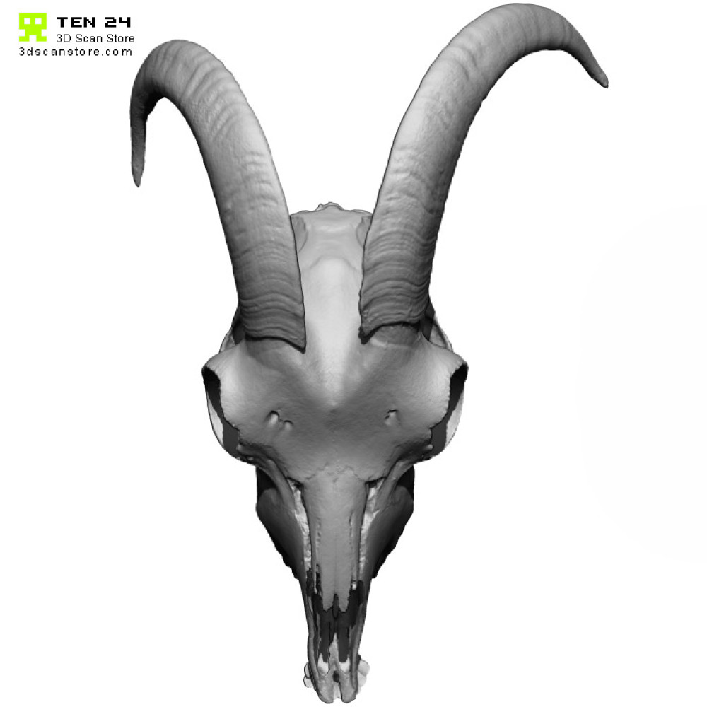 3d Goat Skull Model