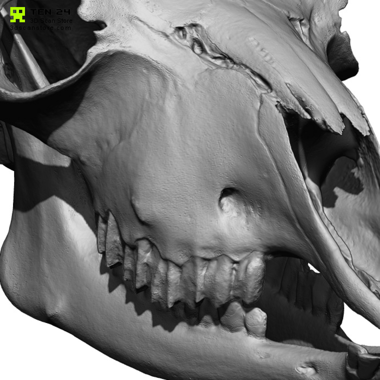 3d Goat Skull Model