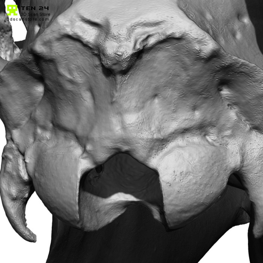 3d Goat Skull Model