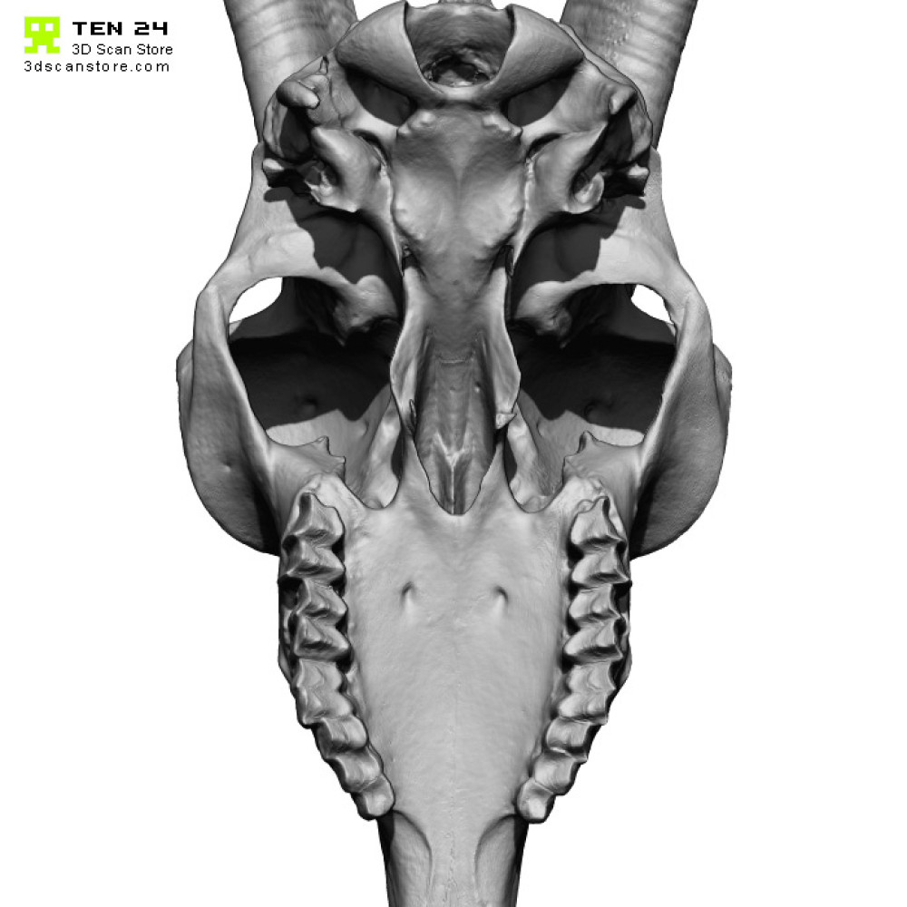 3d Goat Skull Model