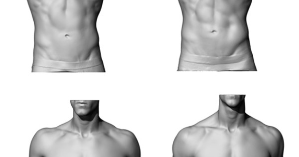 Male Torso Reference