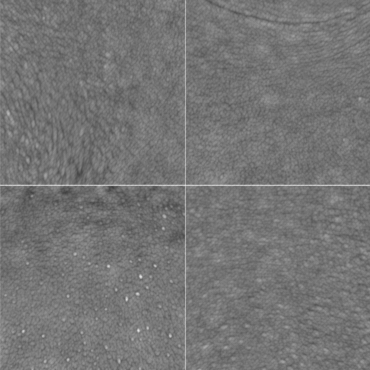 Female 12 / HD Displacement Map