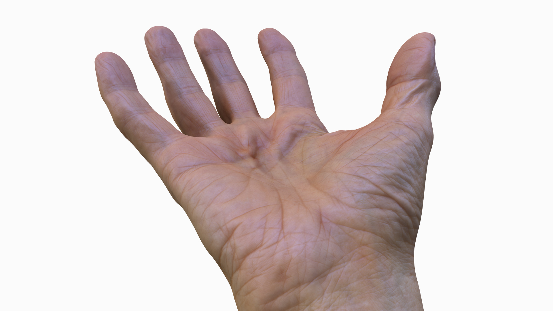 Male 3D Hand Model / White 60 Years Old