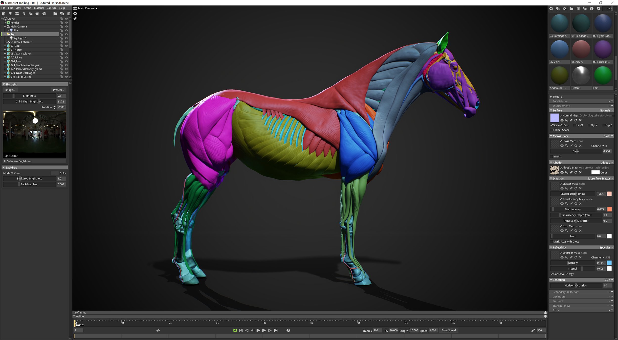 Horse Écorché 3d model