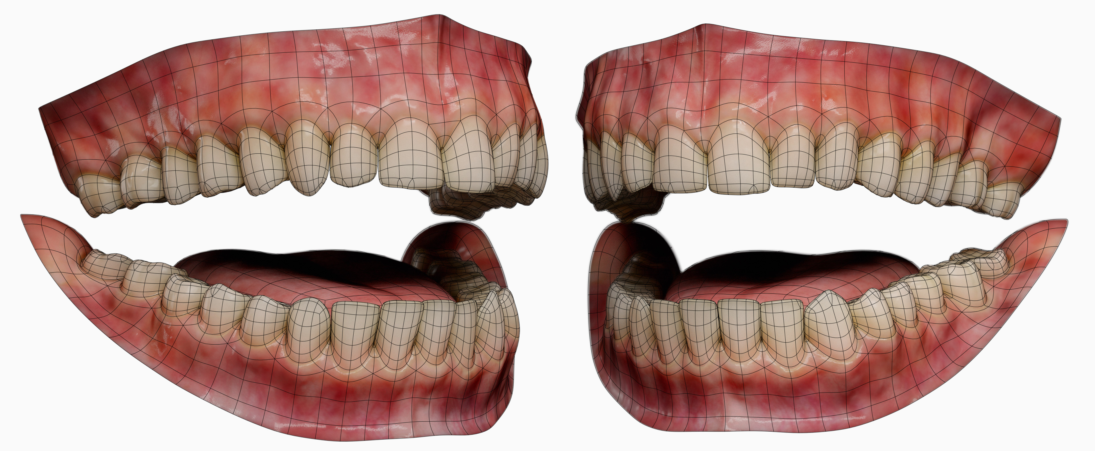 Realistic 3D Clean Straight Teeth Model - Includes Blender, Marmoset, and ZTL Files