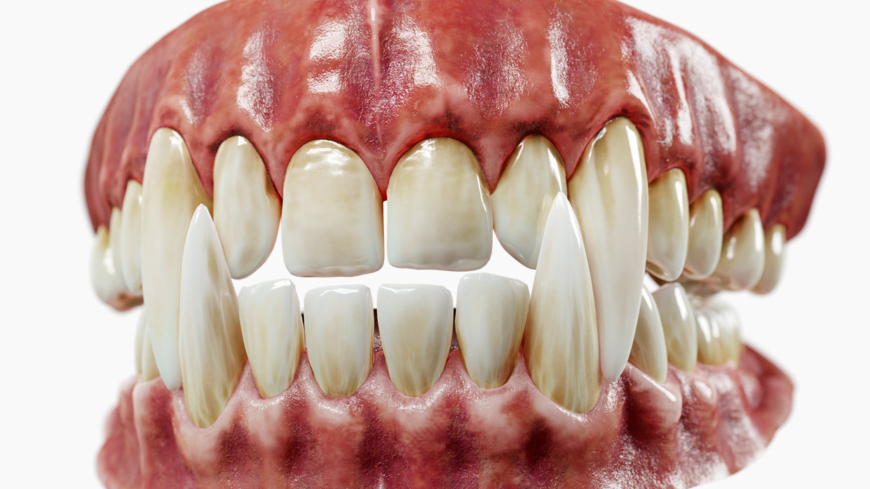 Realistic 3D Teeth with - Includes Blender, Marmoset, and ZTL Files